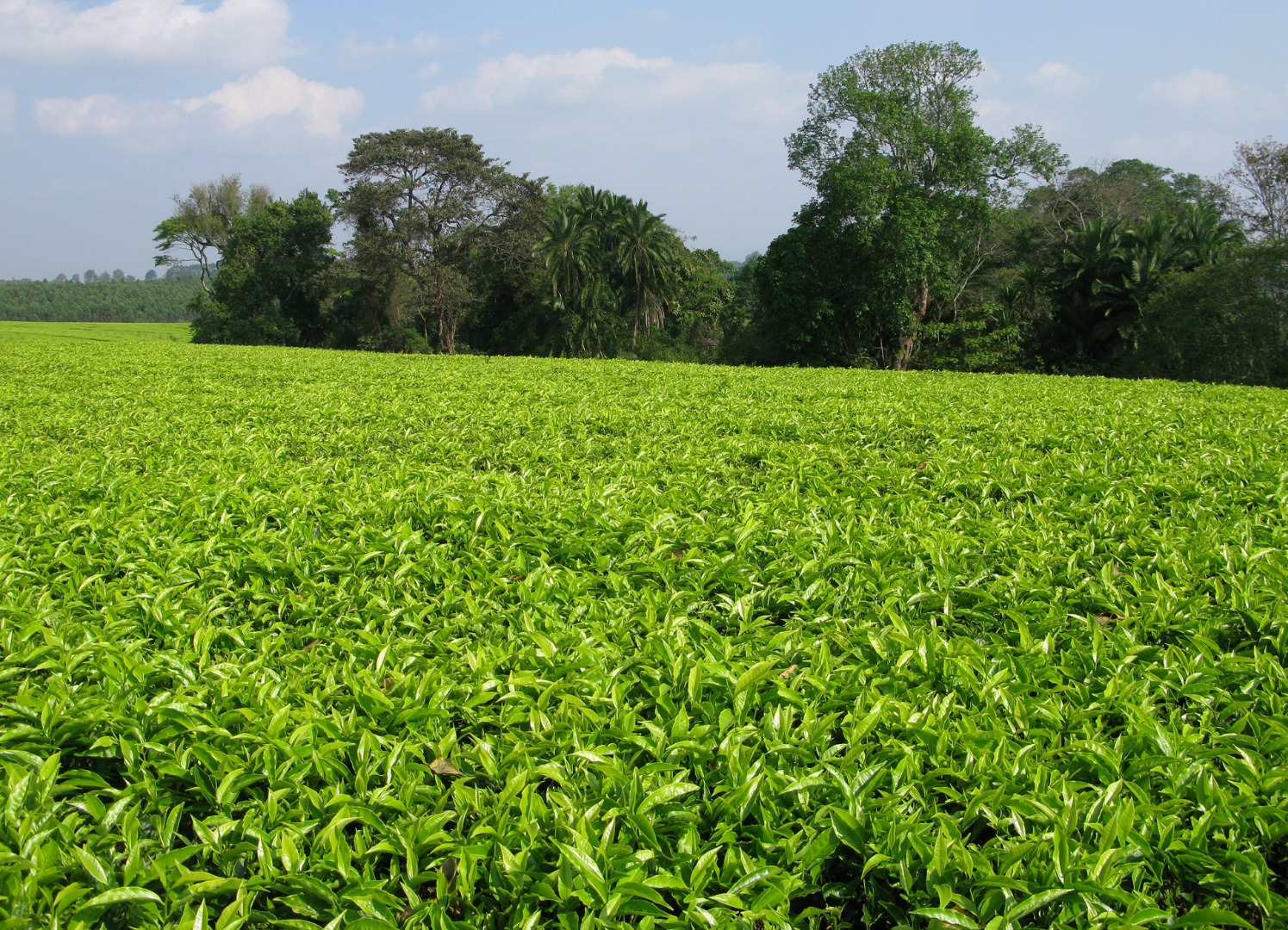 Galleri Malawi og Zambia | Viktors Farmor