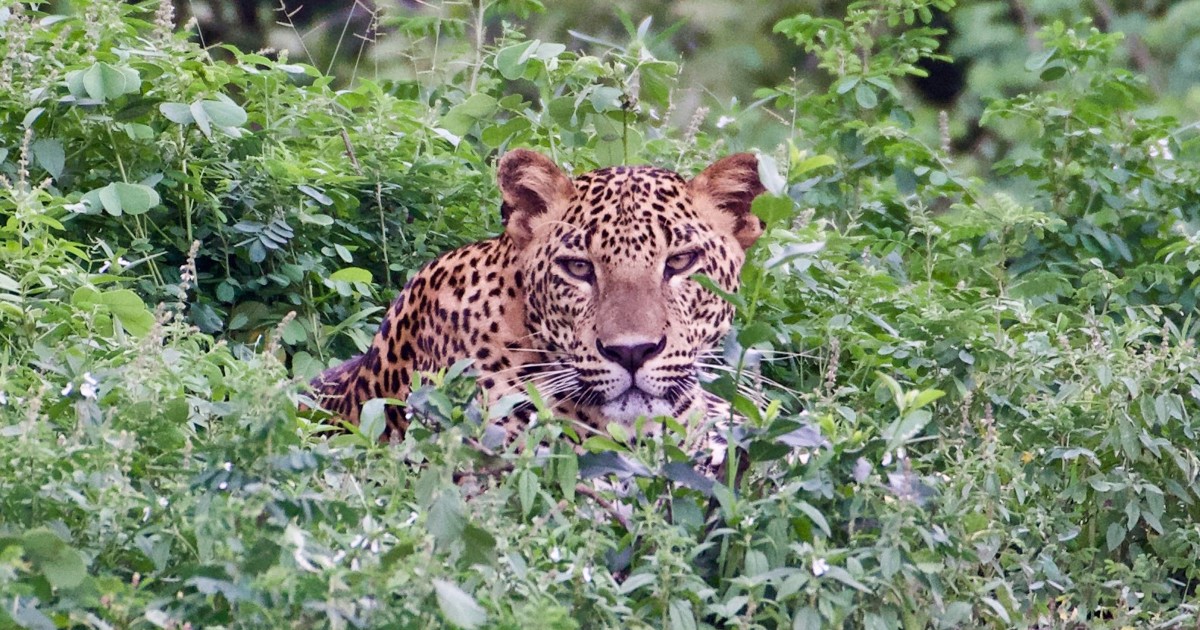De sjældne leoparder i Sri Lanka - Bliv klogere i artiklen